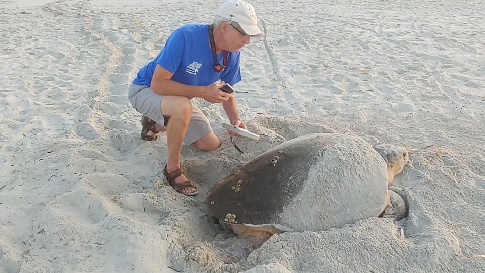 Nest Photos – Sea Turtle Patrol HHI