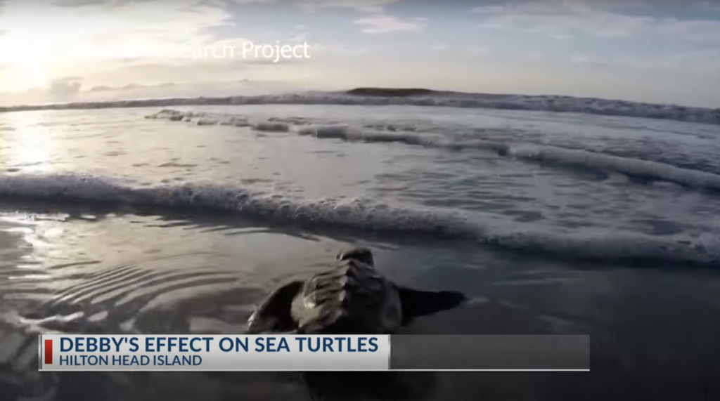 Photo & Video Gallery - Sea Turtle Patrol HHI